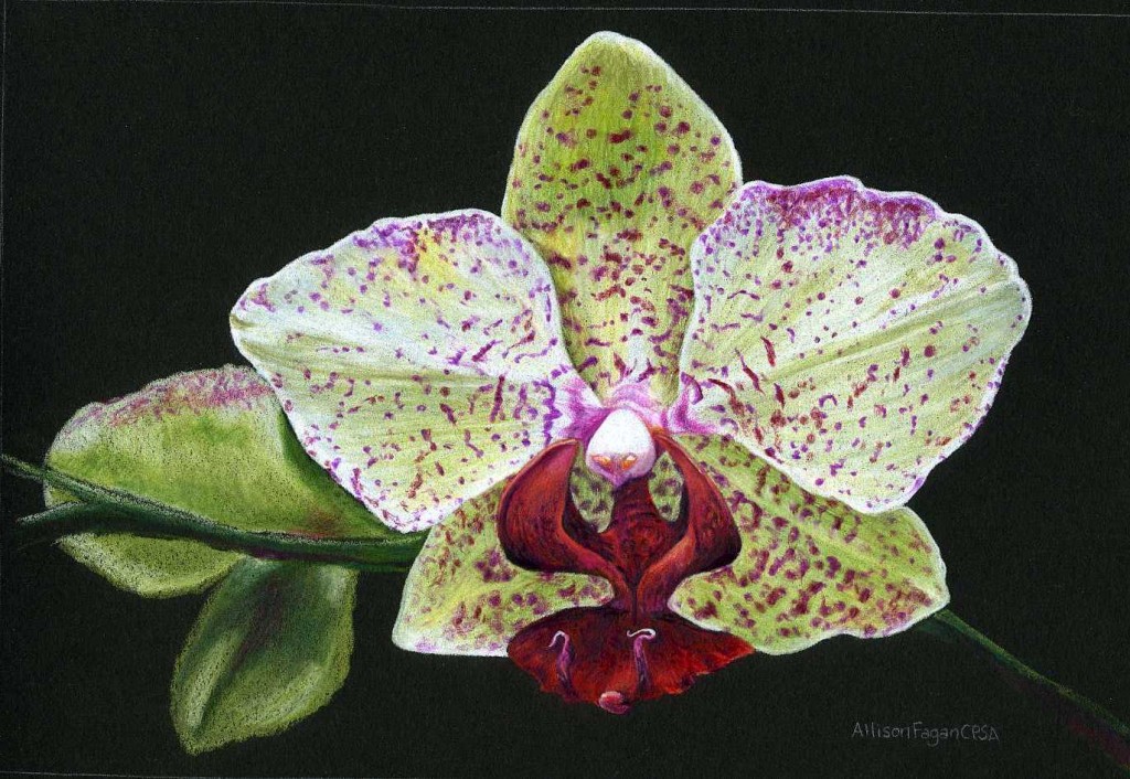 The Orchid | Allison Fagan Visuals